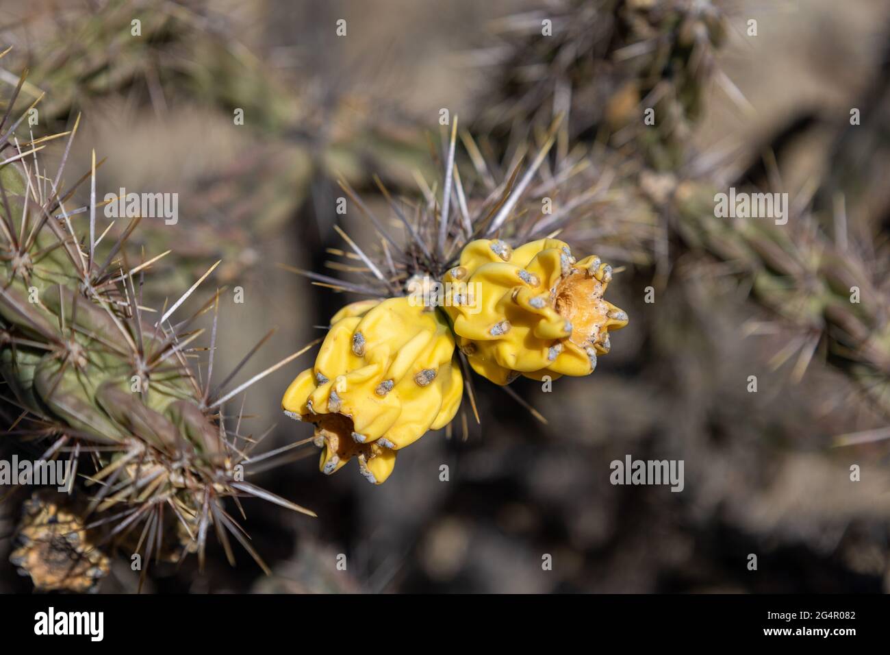 Dangerous and spiky hi-res stock photography and images - Alamy