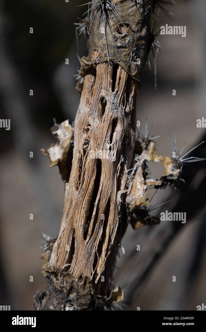 Vertical closeup shot of a wide tree branch with spiky plants on it ...