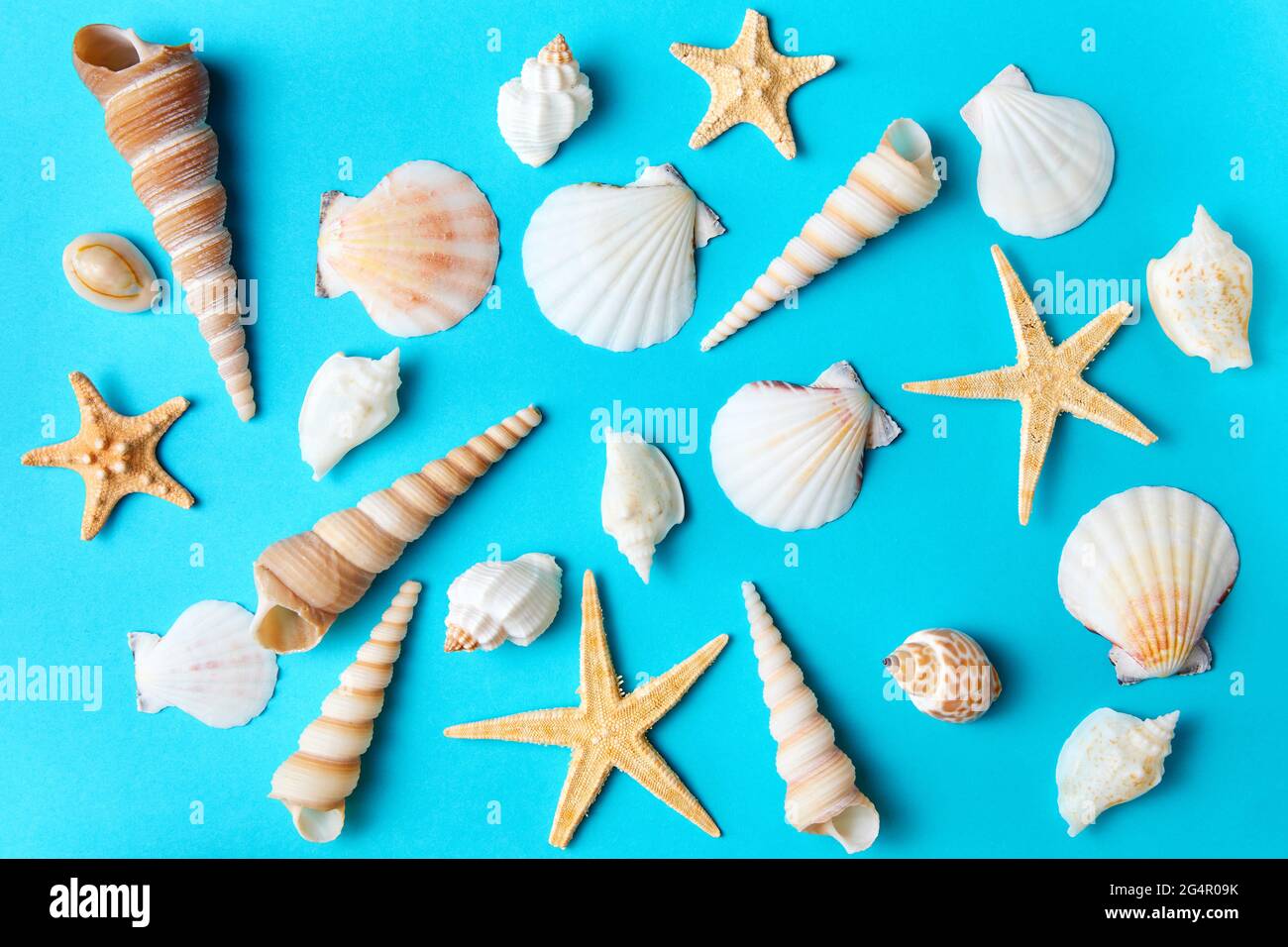 Set of various sea shells and starfishes on a blue background as a ...