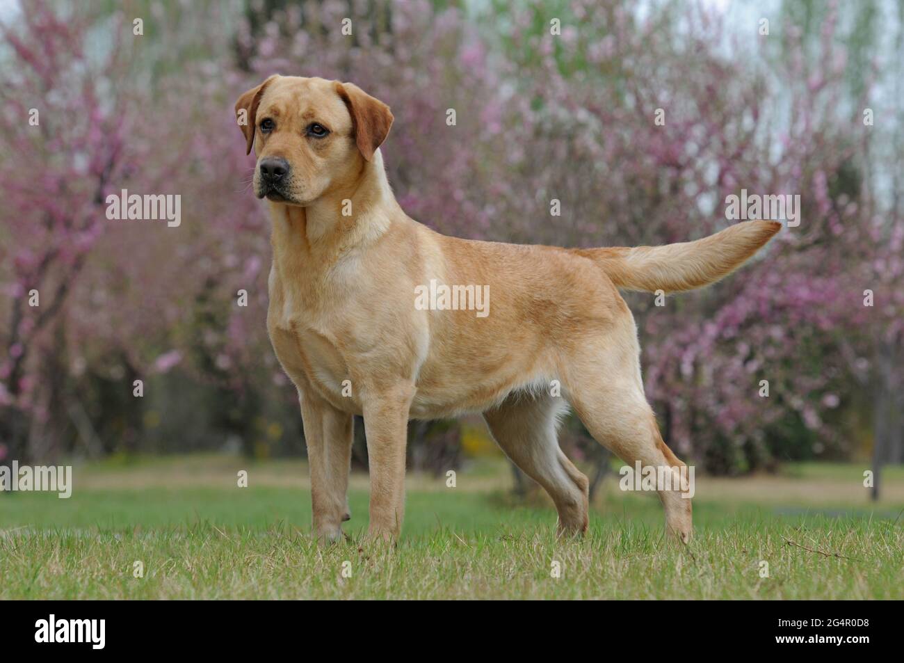 Labrador retriever dogs in forest hi-res stock photography and images ...