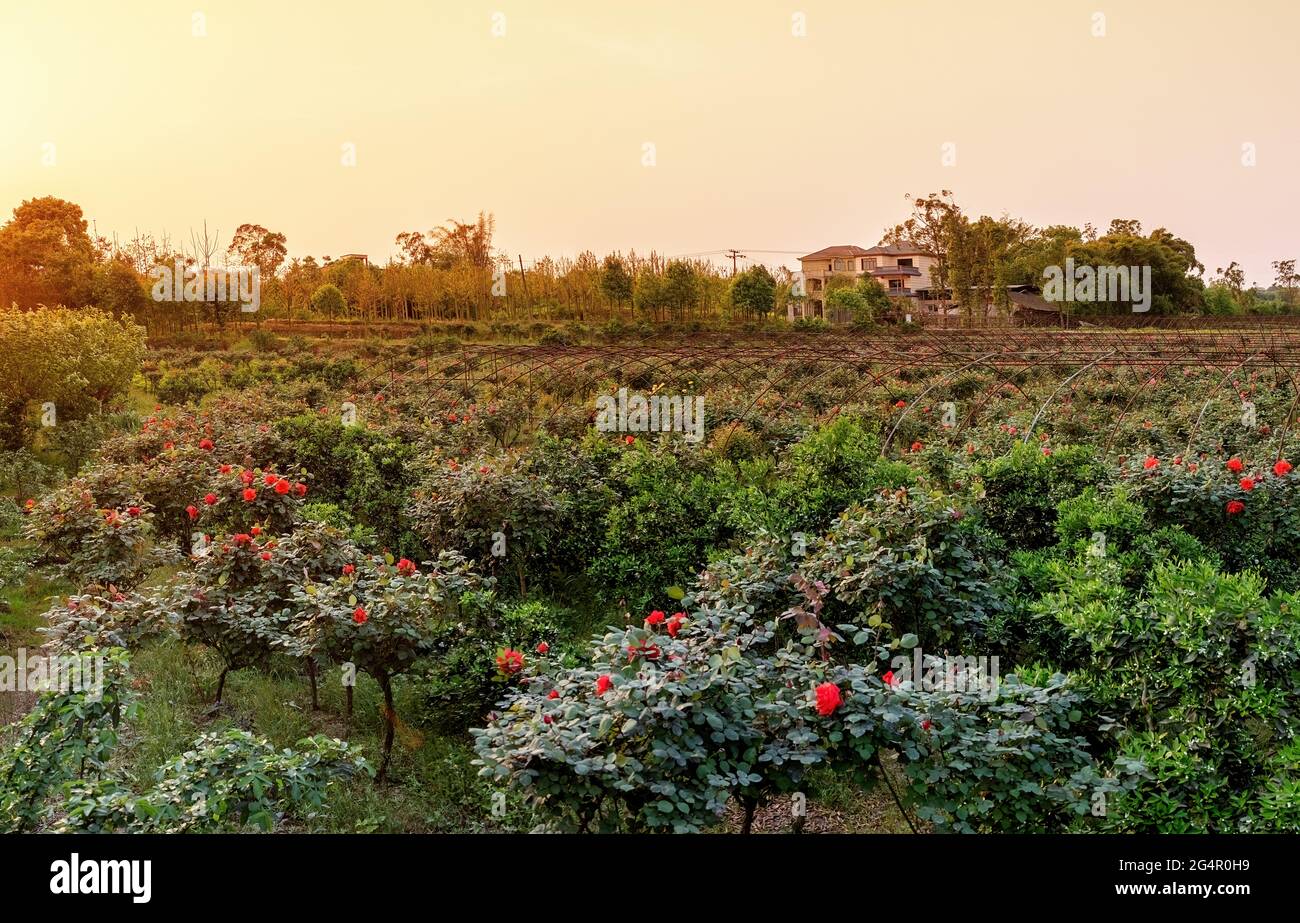 Chongqing rural beautiful scenery Stock Photo - Alamy