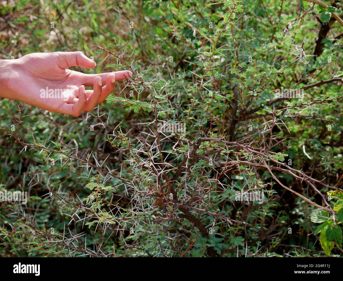 Boy hand presented around thorn tropical plant nature view Stock Photo ...