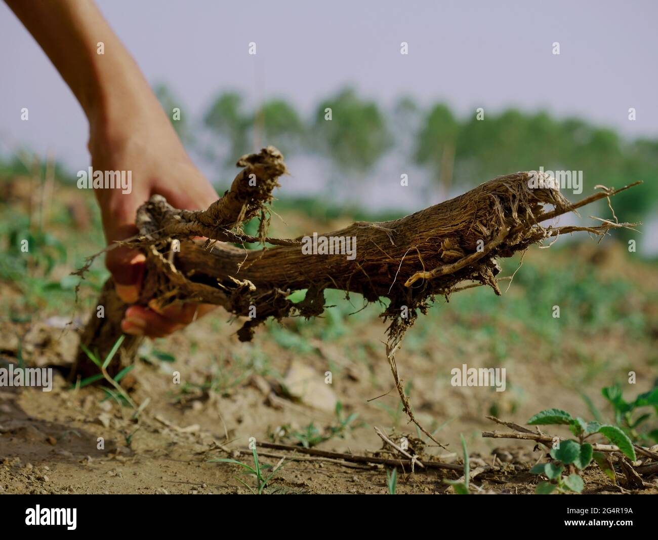 Dead wood picking on hand at horizontal soil field forest area Stock ...