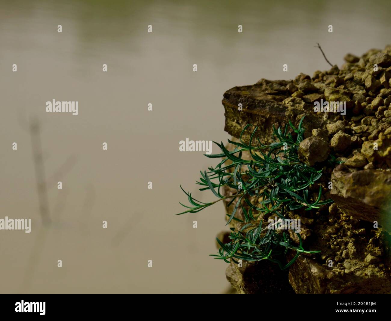 Stone rocks with green plant growing on water lake side view Stock ...