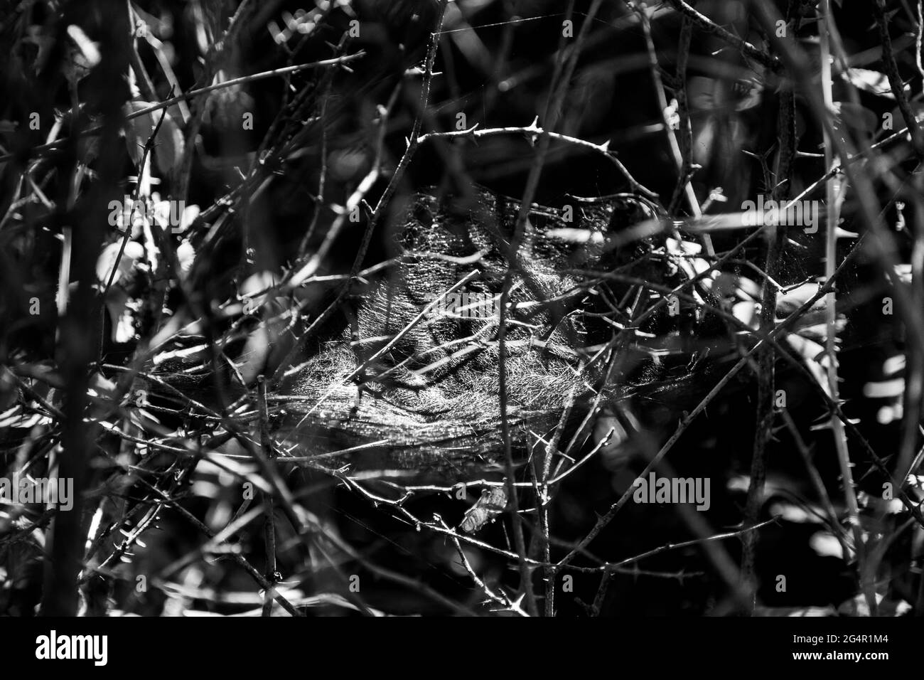 A spider web shines bright in the Spring sun Stock Photo - Alamy