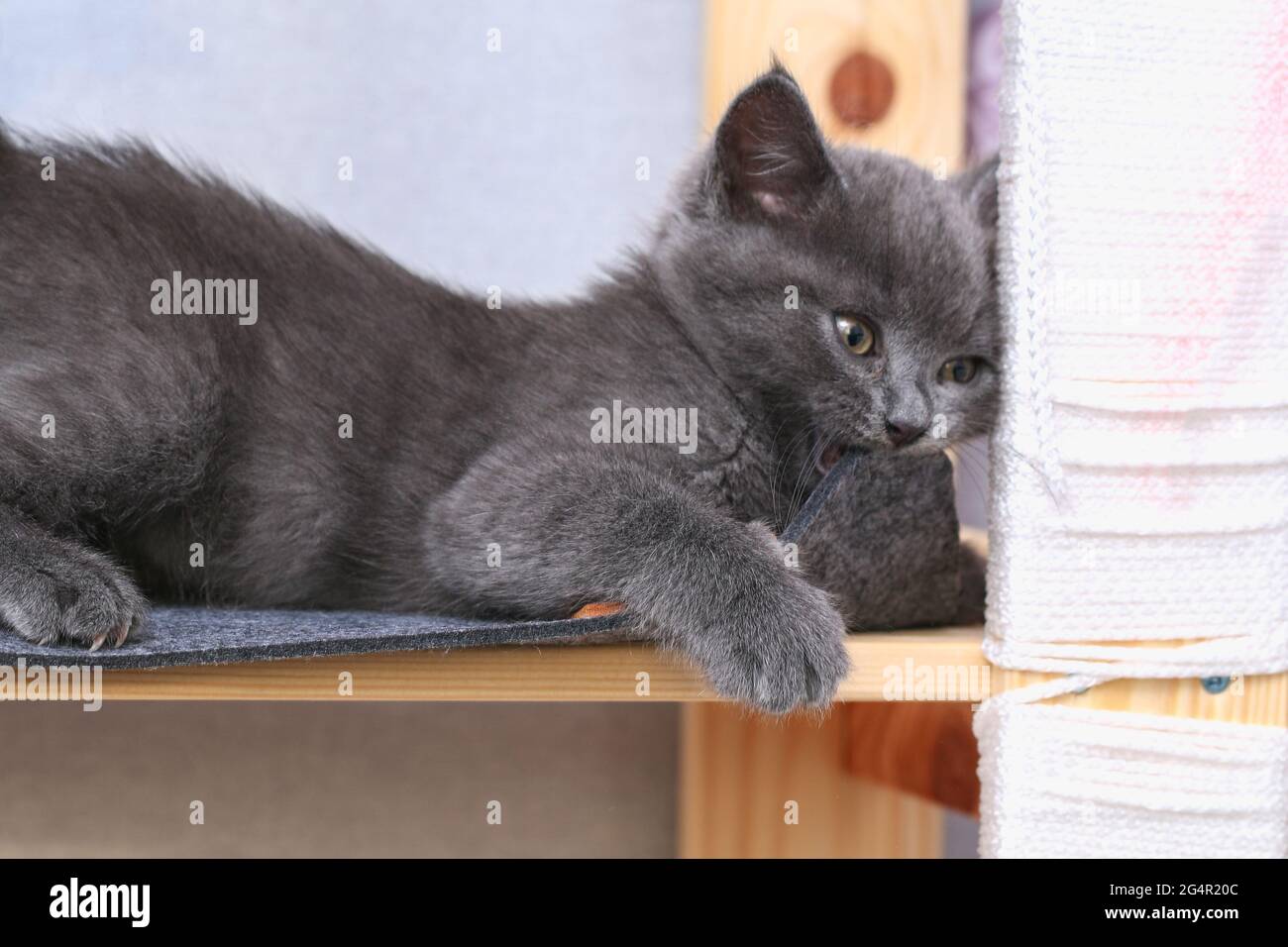 Small gray kitten with yellow eyes. Long-haired cute cat Stock Photo ...