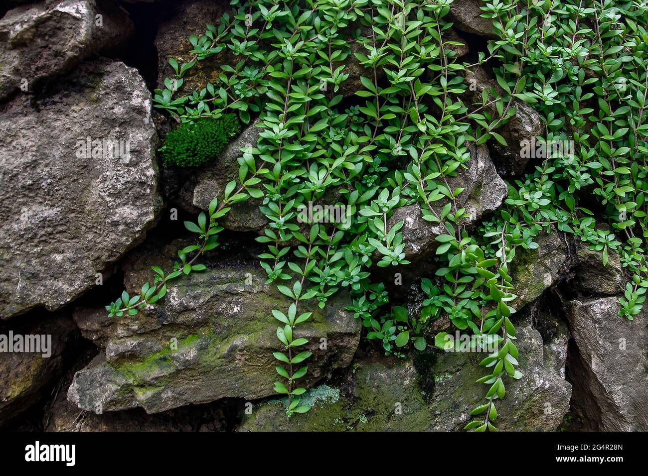 Strong growth of vertical basin grass on rocks Stock Photo - Alamy