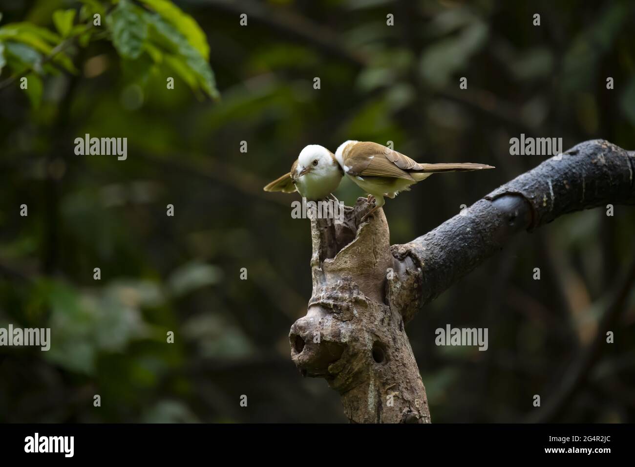 Bald Ju plants Stock Photo - Alamy