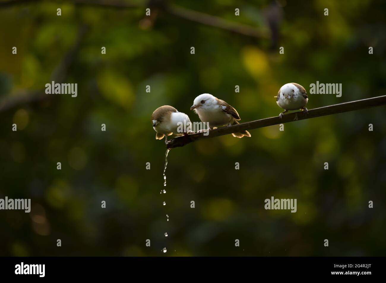 Bald Ju plants Stock Photo - Alamy