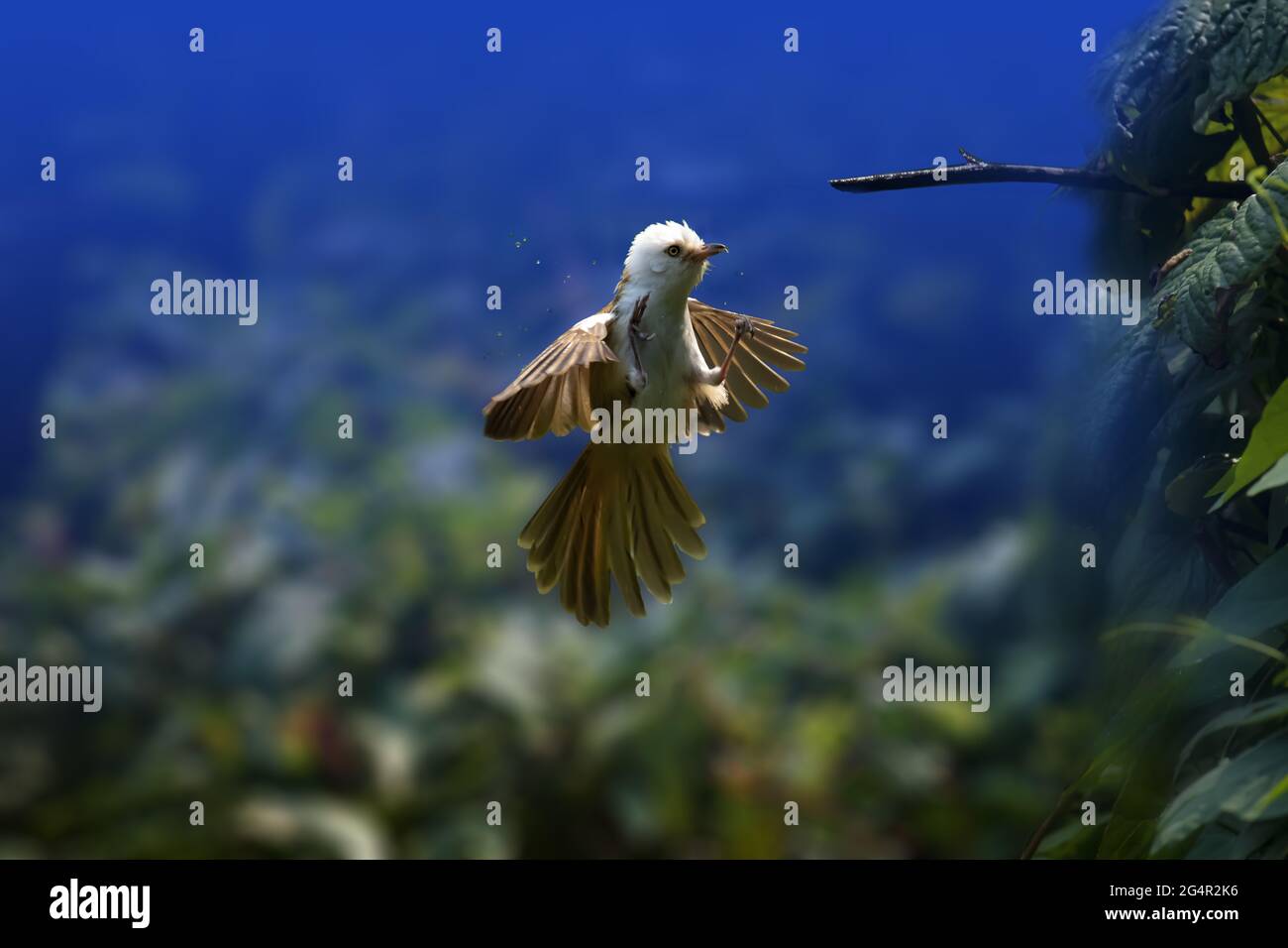 Bald Ju plants Stock Photo - Alamy