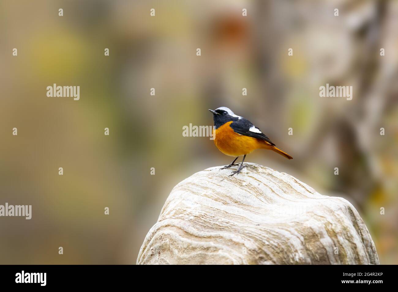 Water Redstarts High Resolution Stock Photography and Images - Alamy