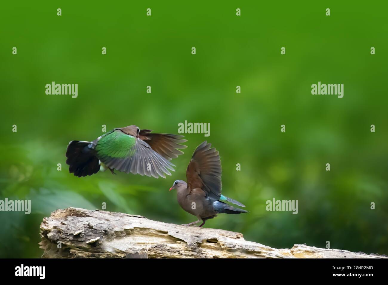 Gold green wing dove Stock Photo - Alamy