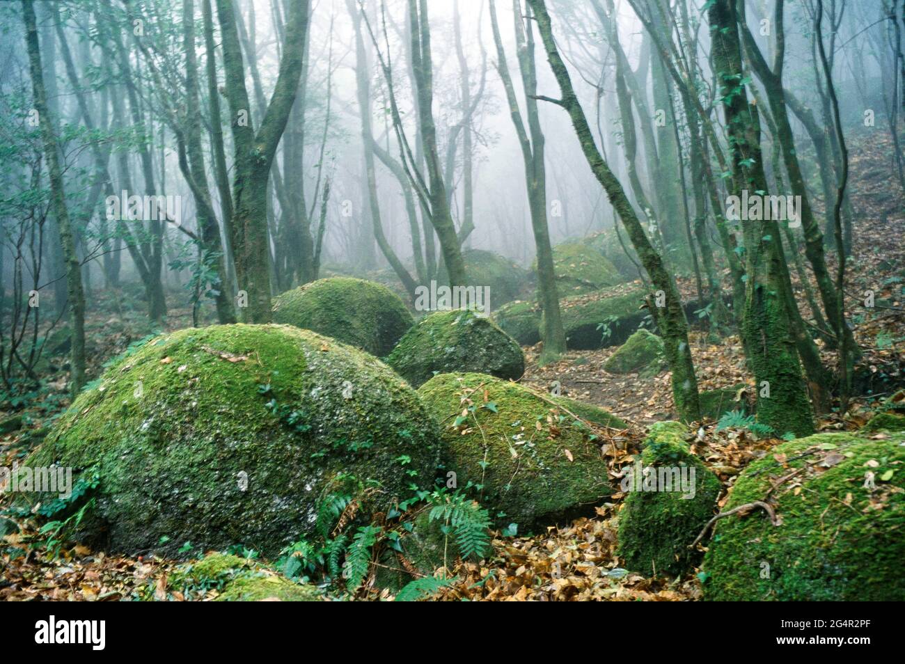 Yunkai mountain national nature reserve Stock Photo - Alamy