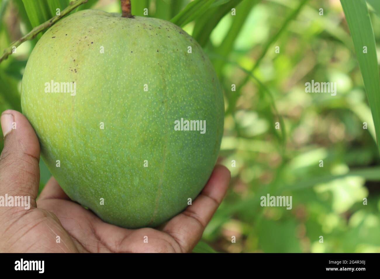 Hand picking mango hi-res stock photography and images - Alamy