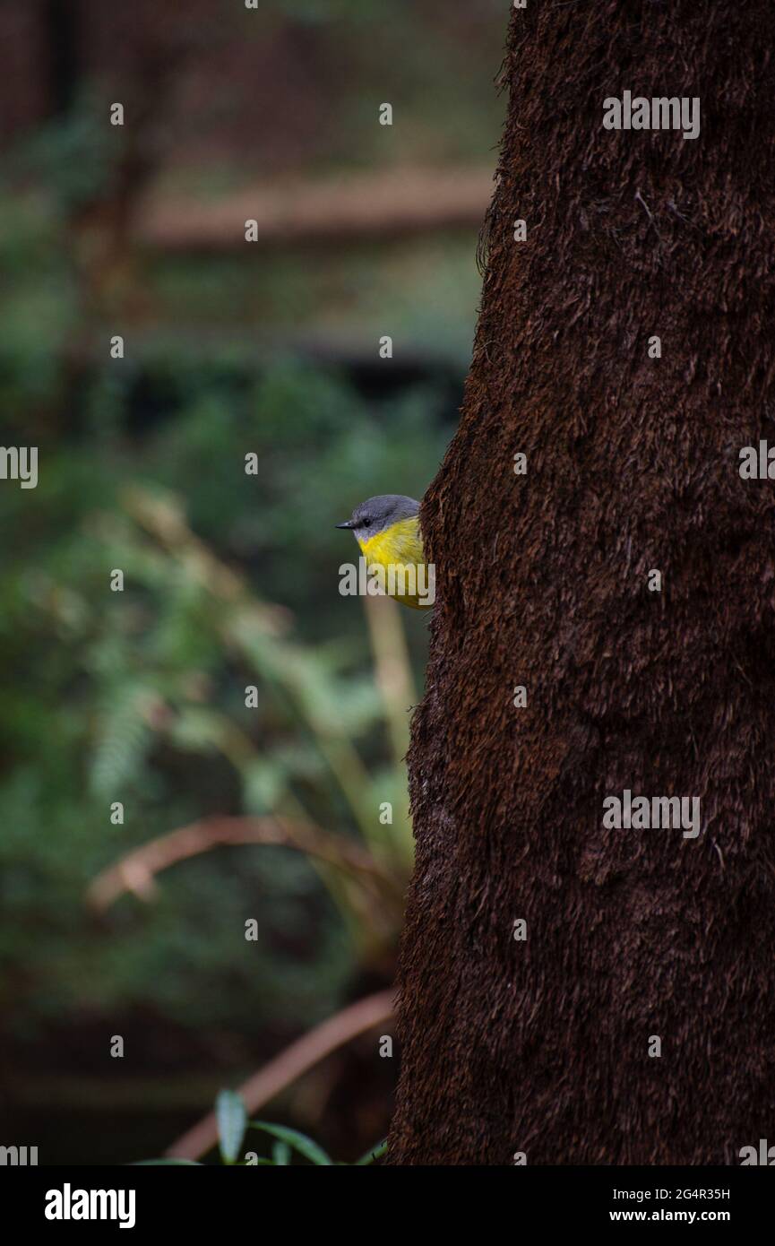 I spy an Eastern Yellow Robin (Eopsaltria Australis), peeking out at me ...