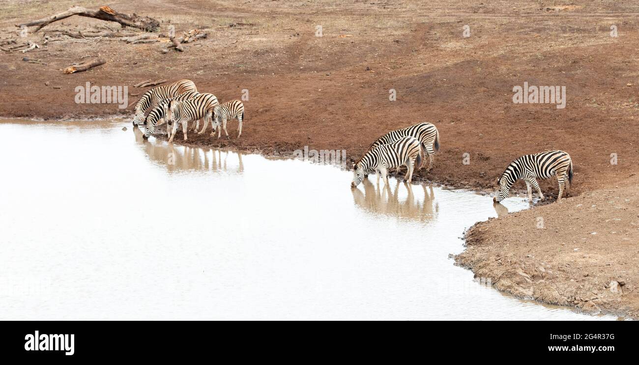 Stallion in the mountain zebra national park hi-res stock photography ...