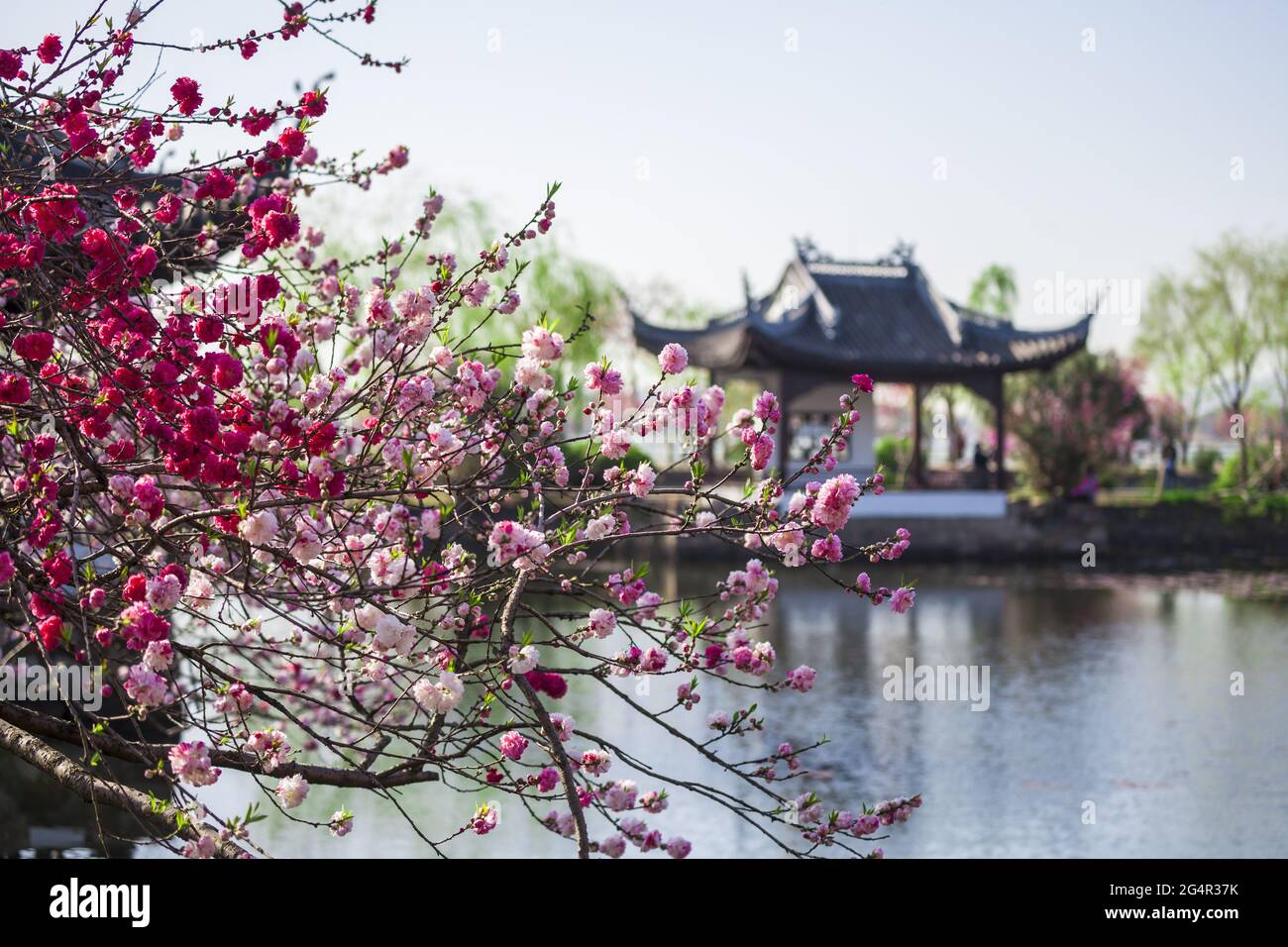 Jiangnan gardens - li garden Stock Photo - Alamy