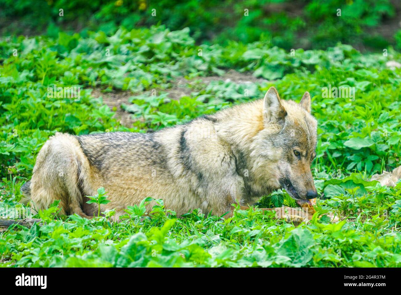 european gray wolf eats meat in a natural environment in the green ...