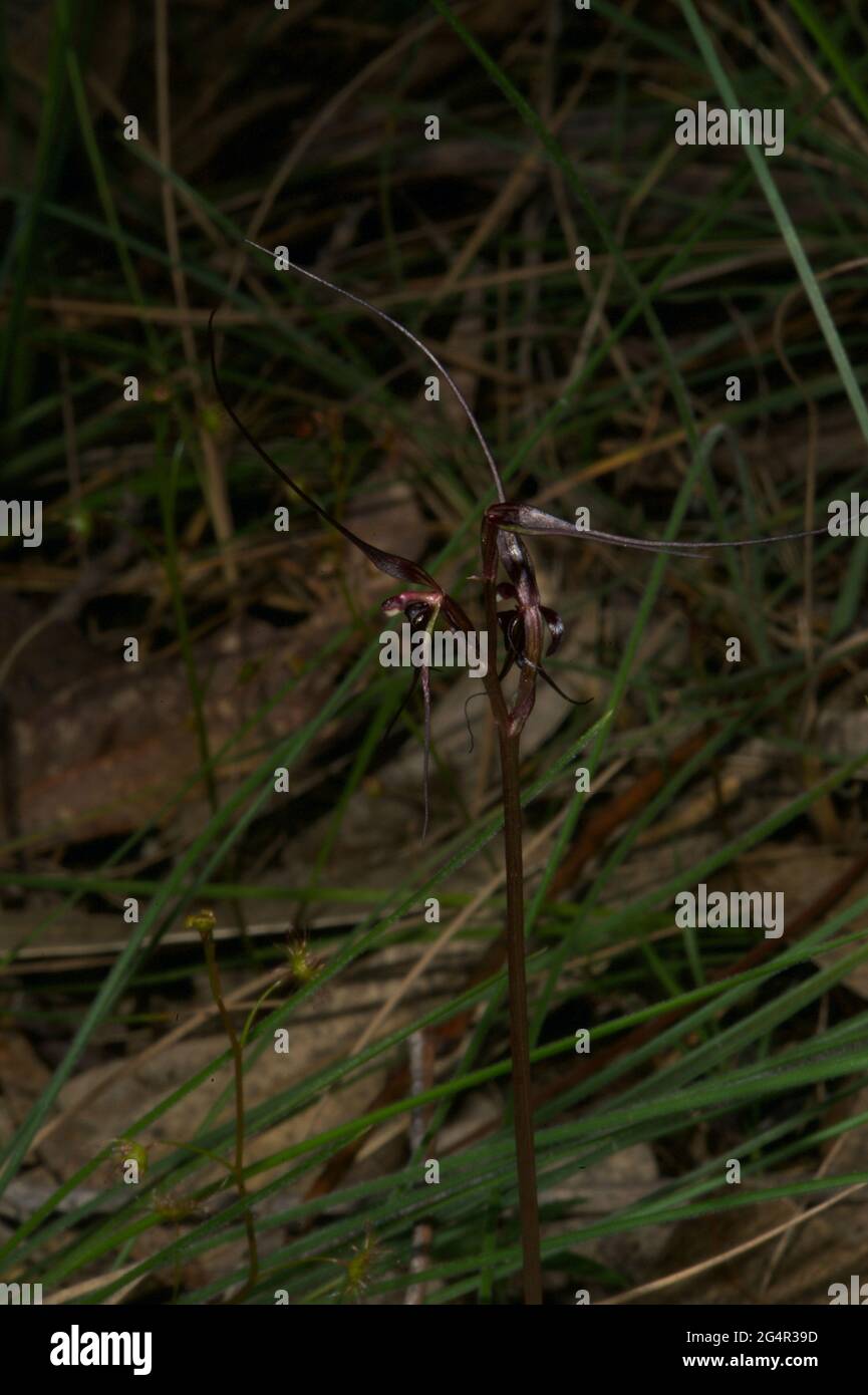 Caladenia filamentosa hi-res stock photography and images - Alamy