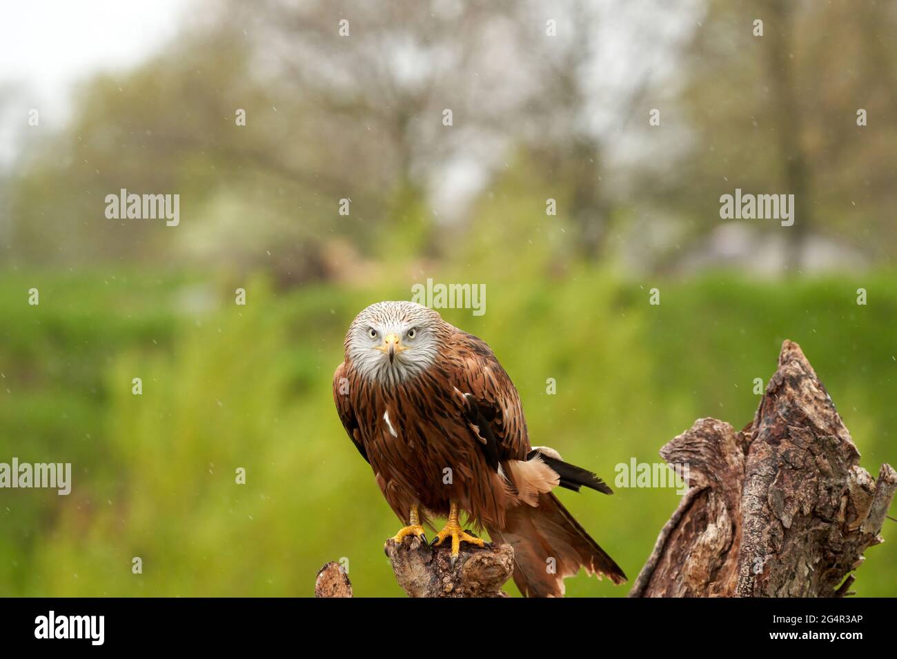 Red kite, bird of prey portrait. The bird is sitting on a stump. Ready ...