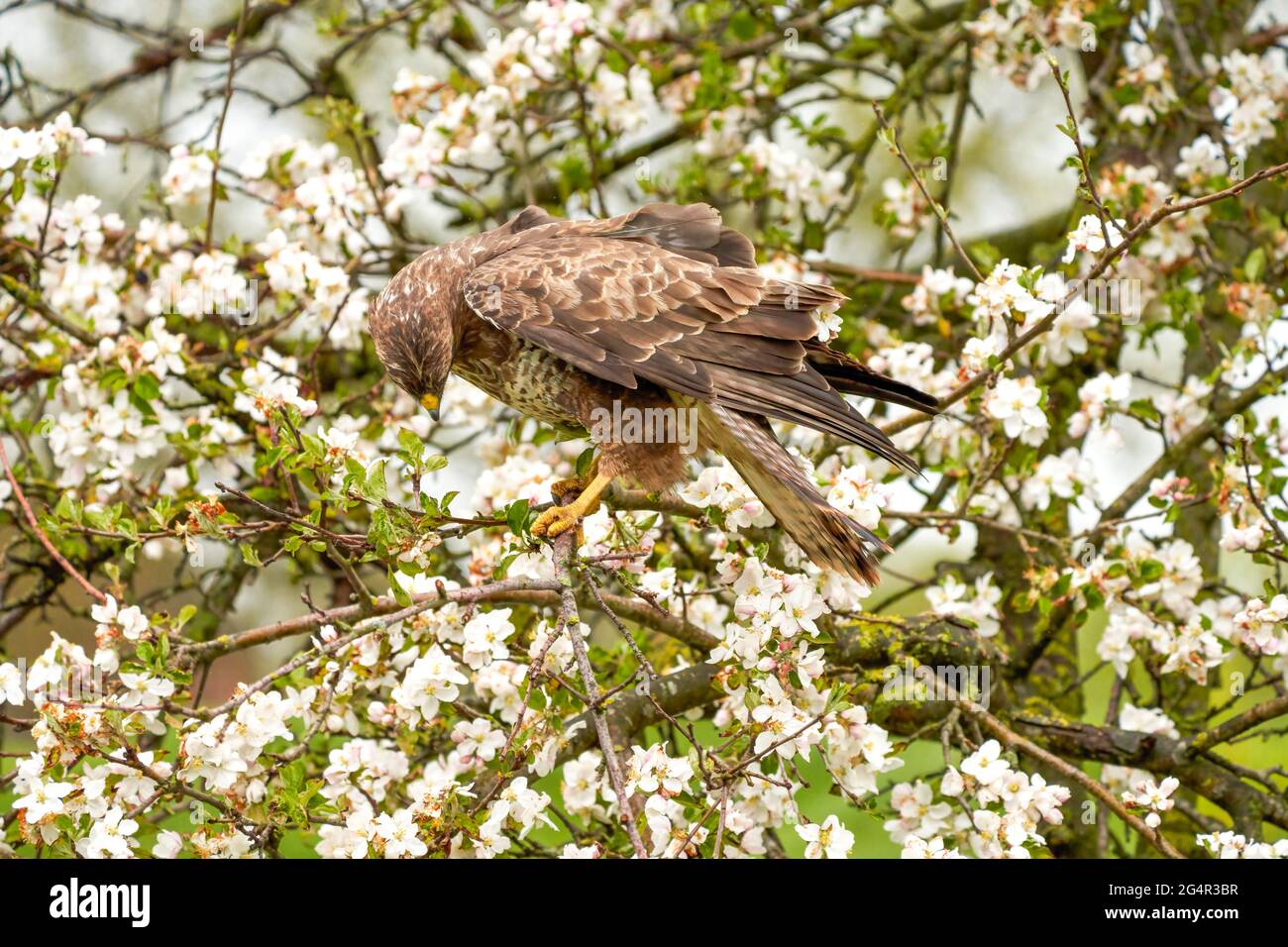 Close-up of a buzzard bird of prey sitting in a fruit tree. The apple ...