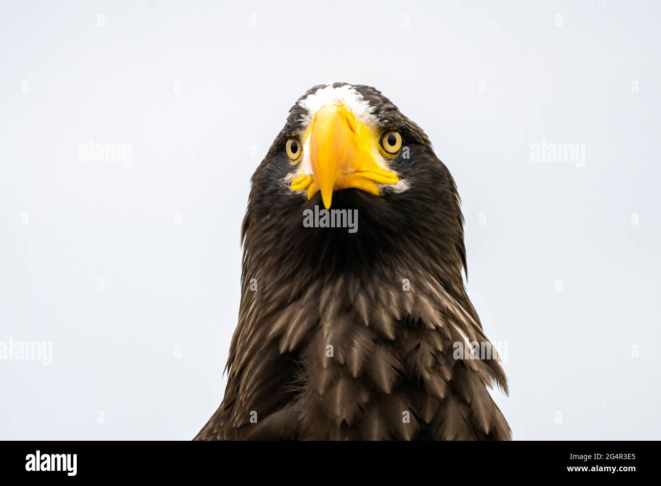 Close up of a Steller's sea eagle head. Yellow bill and eye, large ...