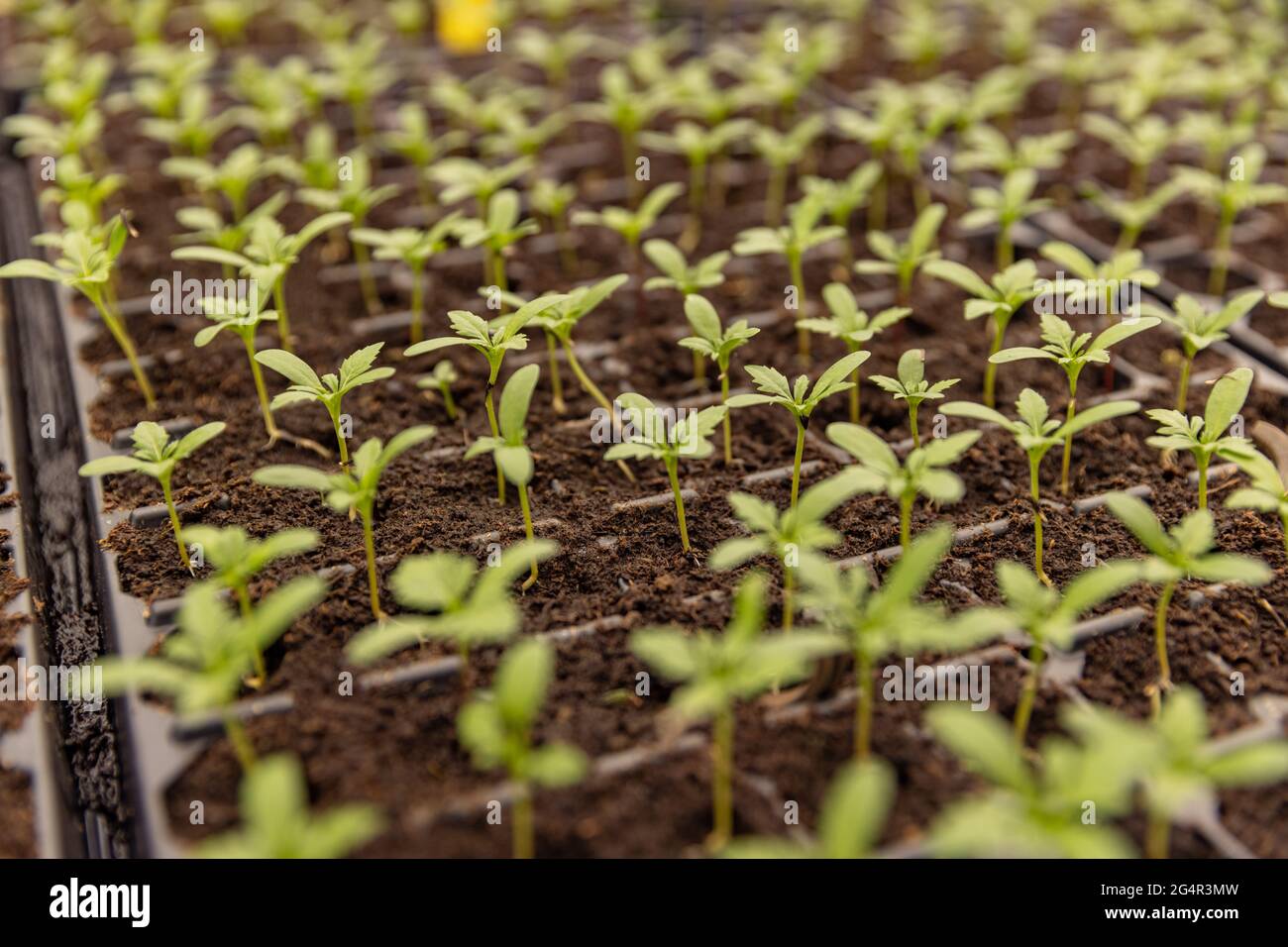 Nursery of seedlings hi-res stock photography and images - Alamy