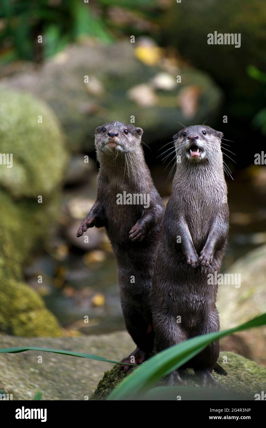 G'day - we're Otters. These Small Clawed Otters (Aonyx Cinereus) are ...