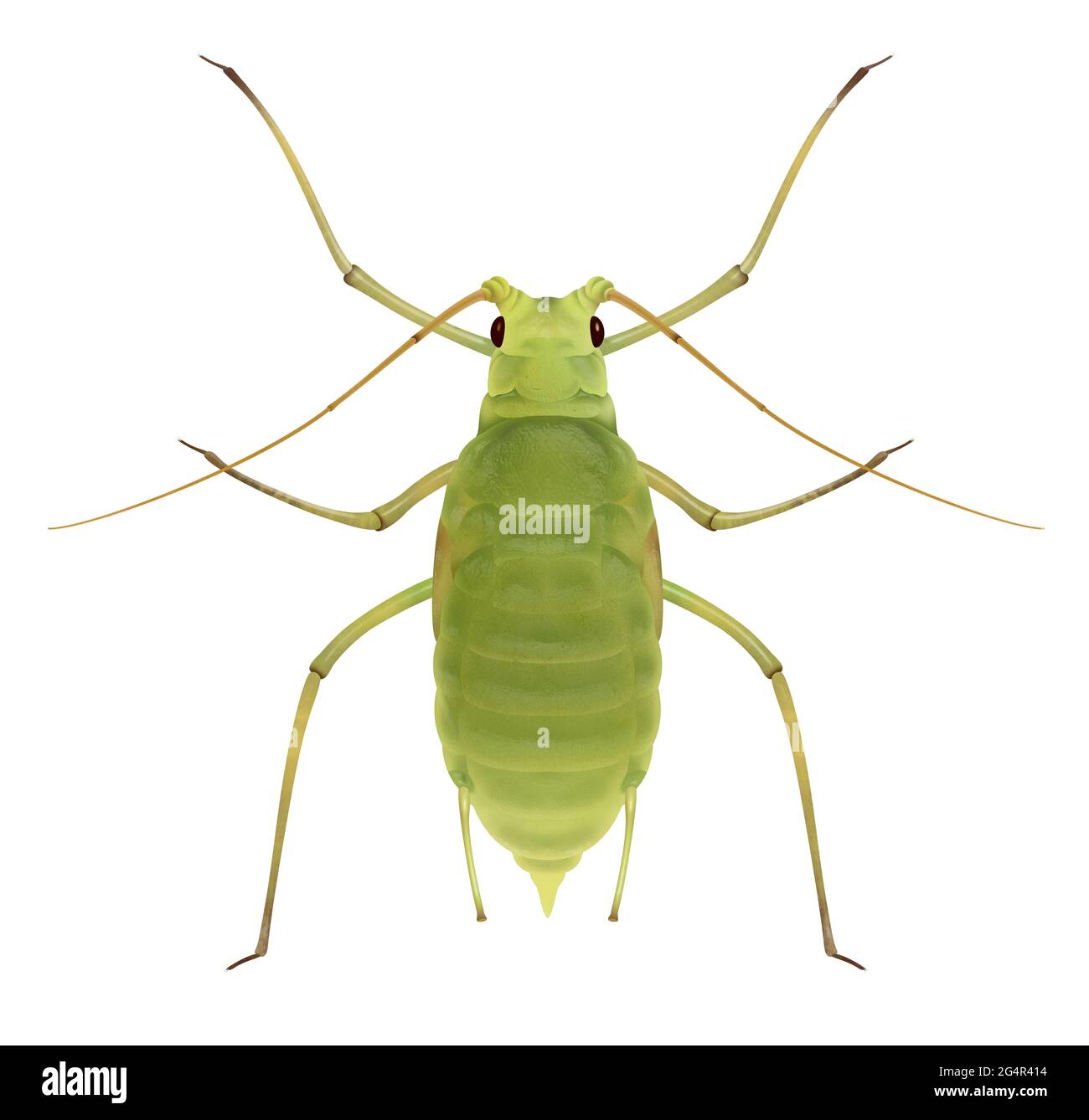 Parthenogenesis aphid Cut Out Stock Images & Pictures - Alamy Parthenogenesis aphid Cut Out Stock Images & Pictures - Alamy