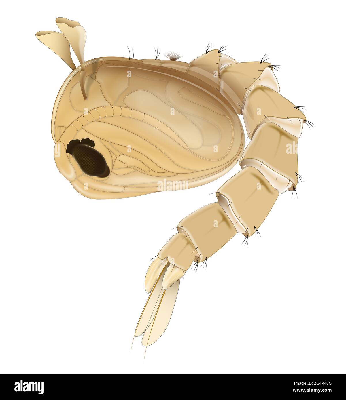 Stages of a dragonfly life cycle Cut Out Stock Images & Pictures - Alamy