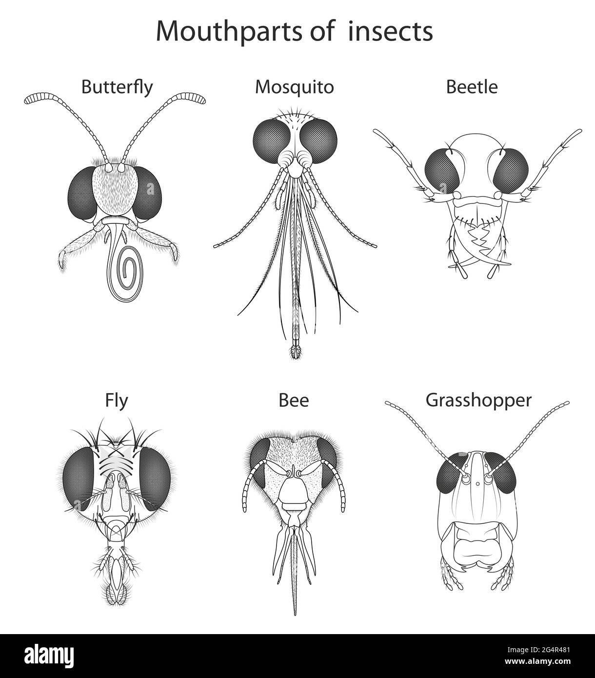 The head in most insects is enclosed in a hard, heavily sclerotized ...