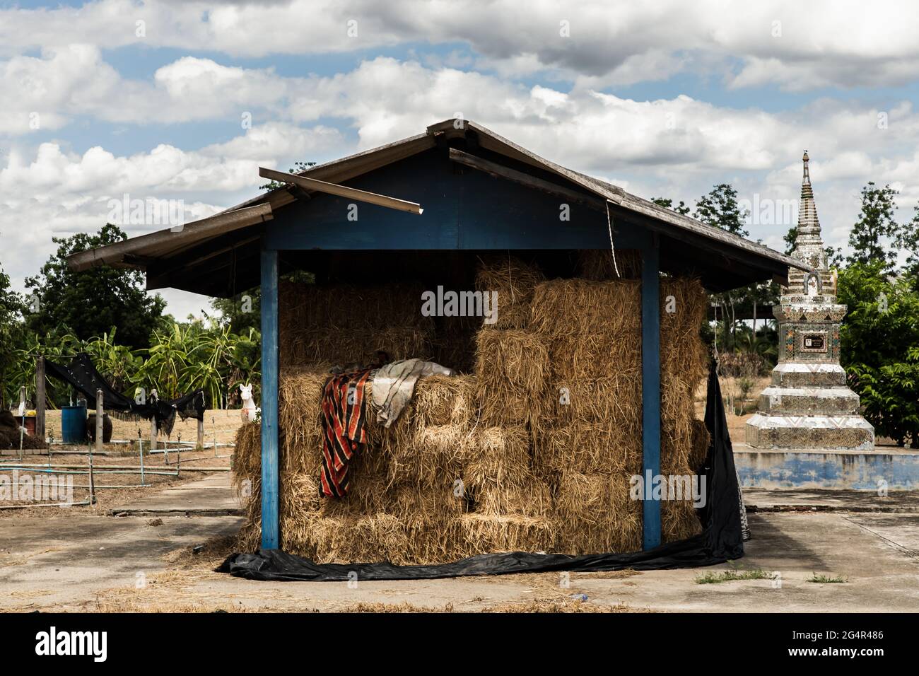 The hay small storage shed full of dry bales hay bales stack. Rural ...