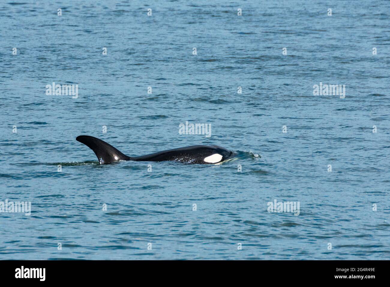 Transient Orca Whales seen in Saratoga Passage near Oak Harbor ...