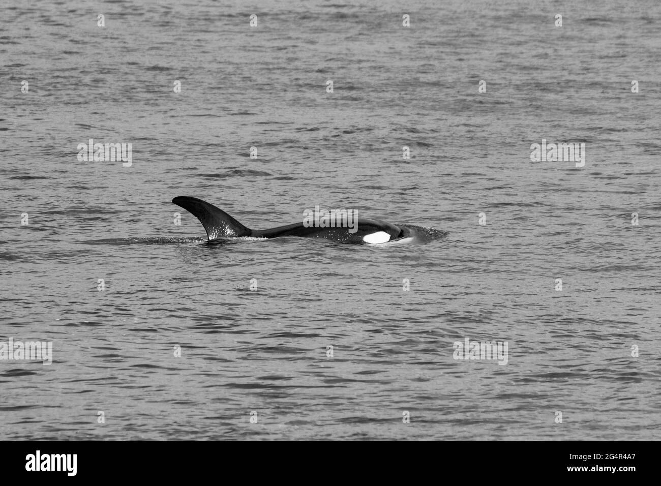 Transient Orca Whales seen in Saratoga Passage near Oak Harbor ...