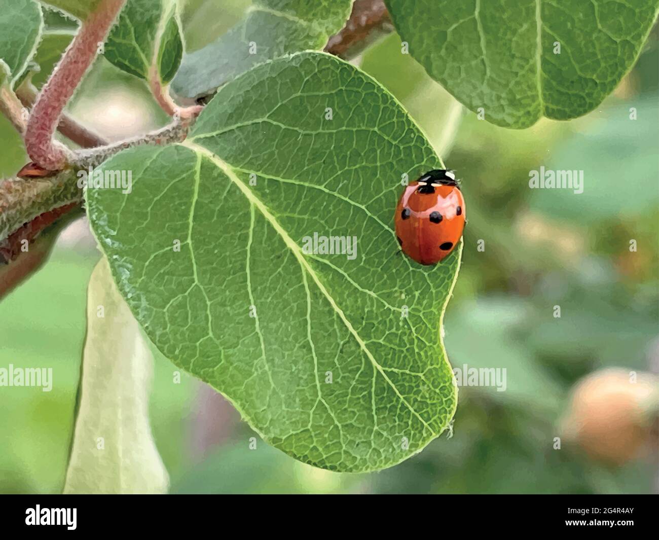 Ladybird on flower leaf Stock Vector Images - Alamy