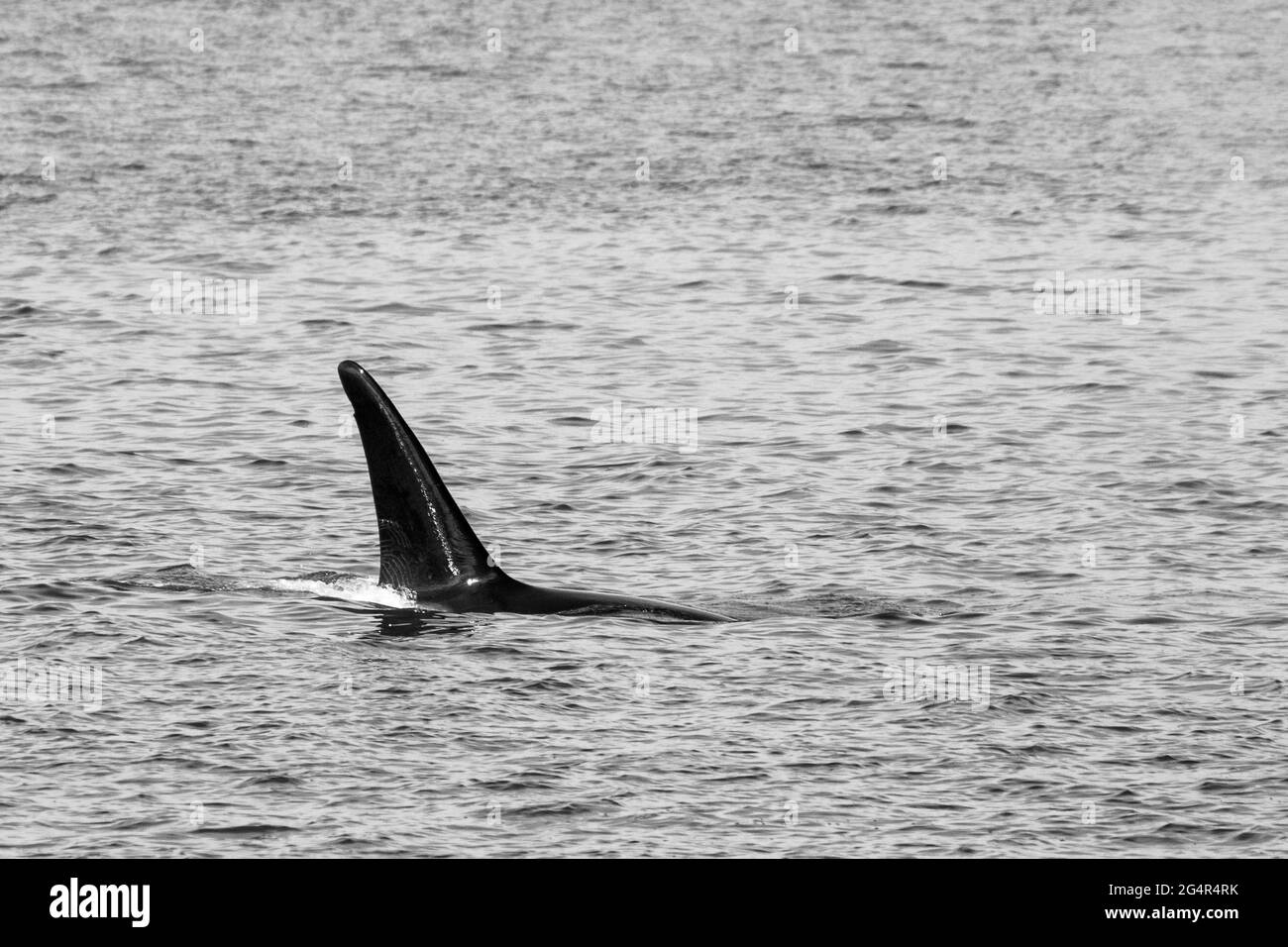 Dorsal Fin on Transient Orca Whale seen in Saratoga Passage near Oak ...
