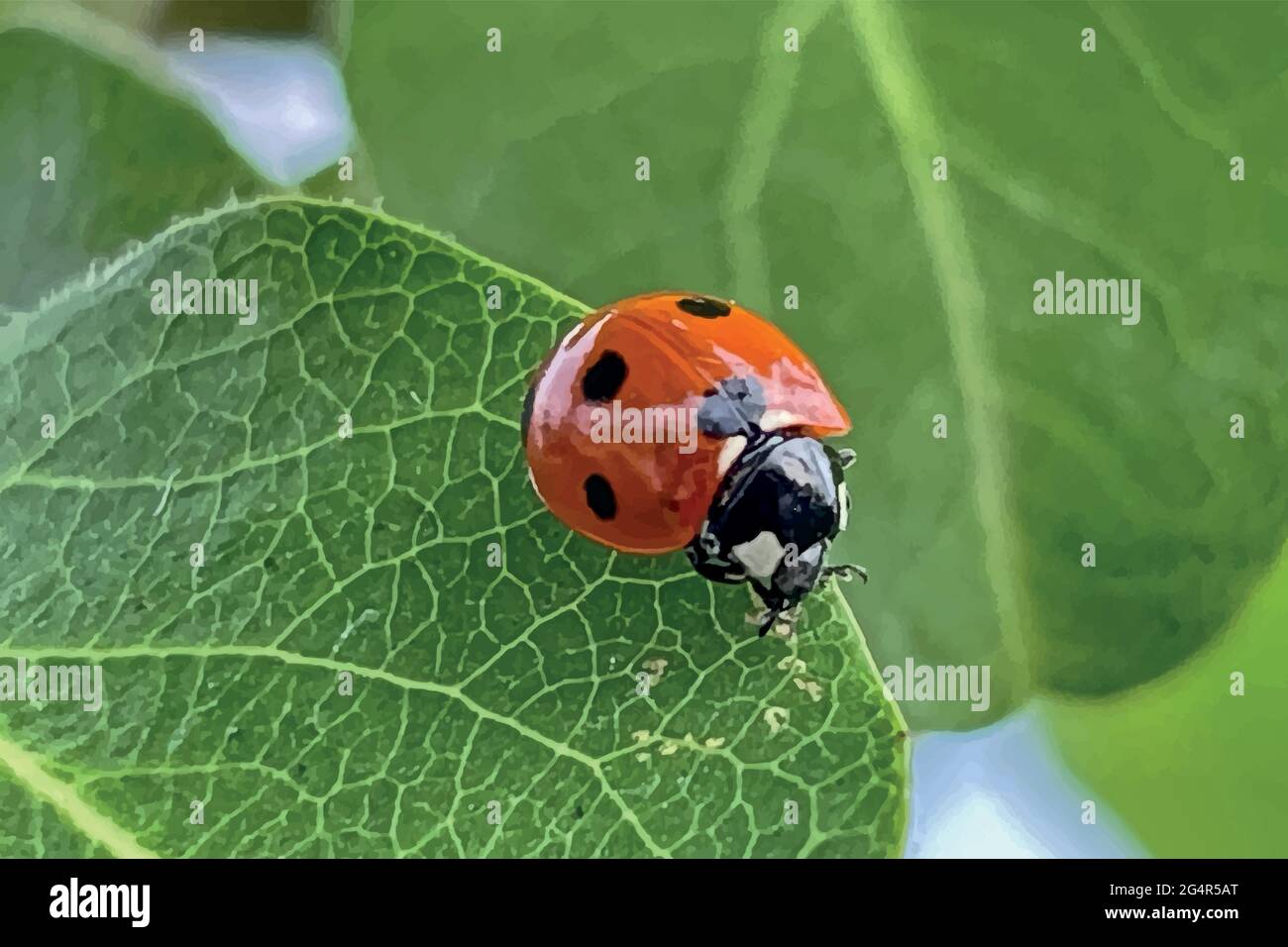 Ladybug On Leaf In Tree