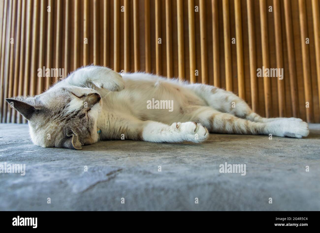 Fat Cat Theberry