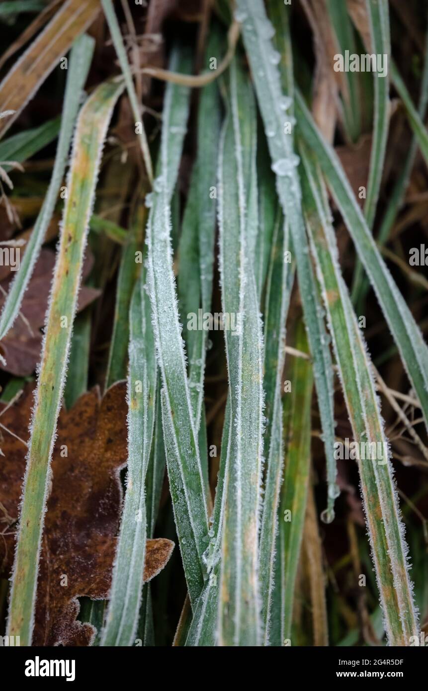 Drops dew on leaves grass hi-res stock photography and images - Alamy