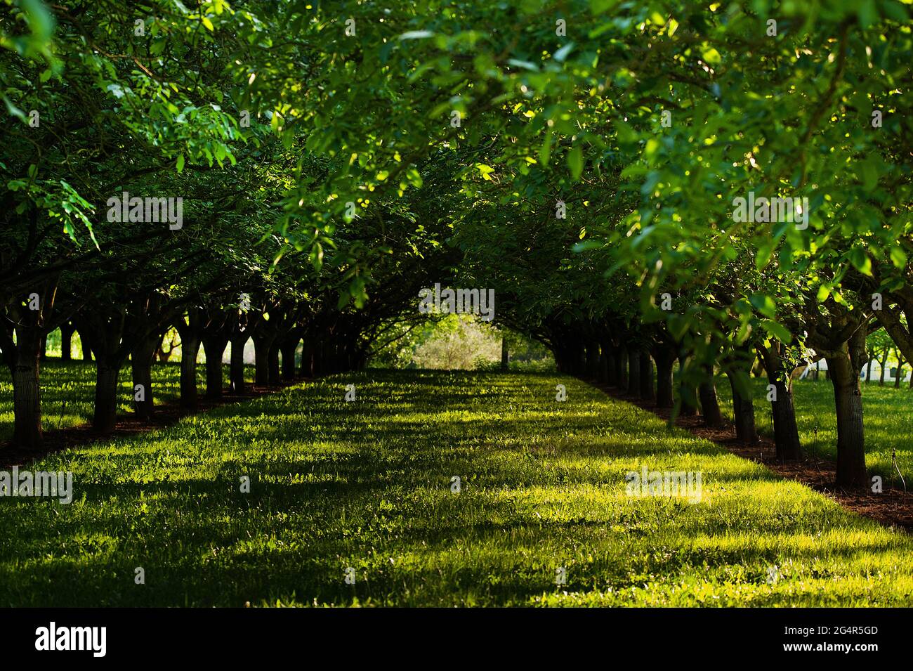 Walnut grove plantation hi-res stock photography and images - Alamy