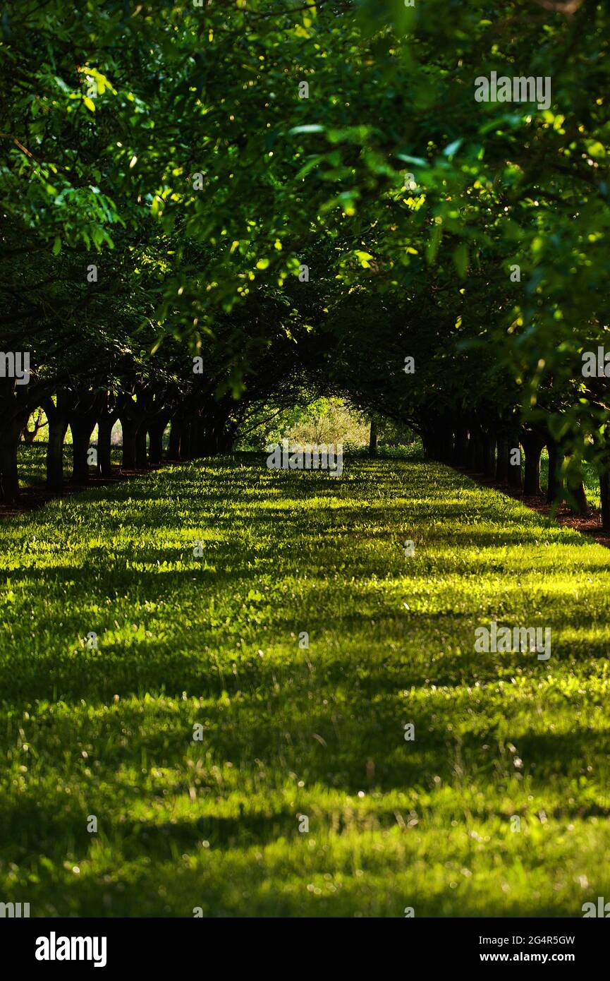 Walnut grove hi-res stock photography and images - Alamy