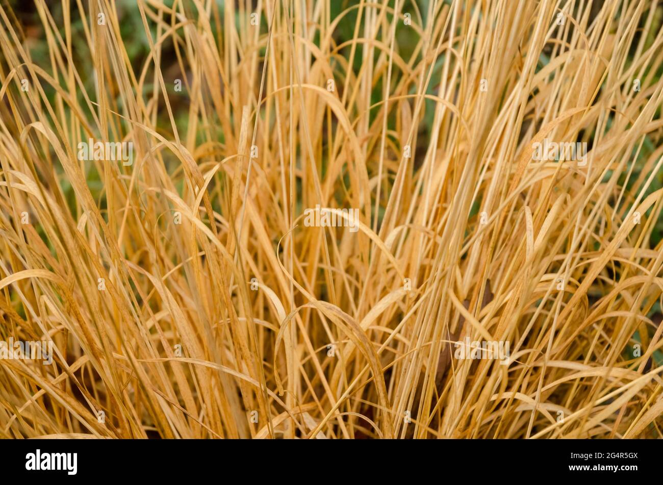 Yellow dry grass hi-res stock photography and images - Alamy