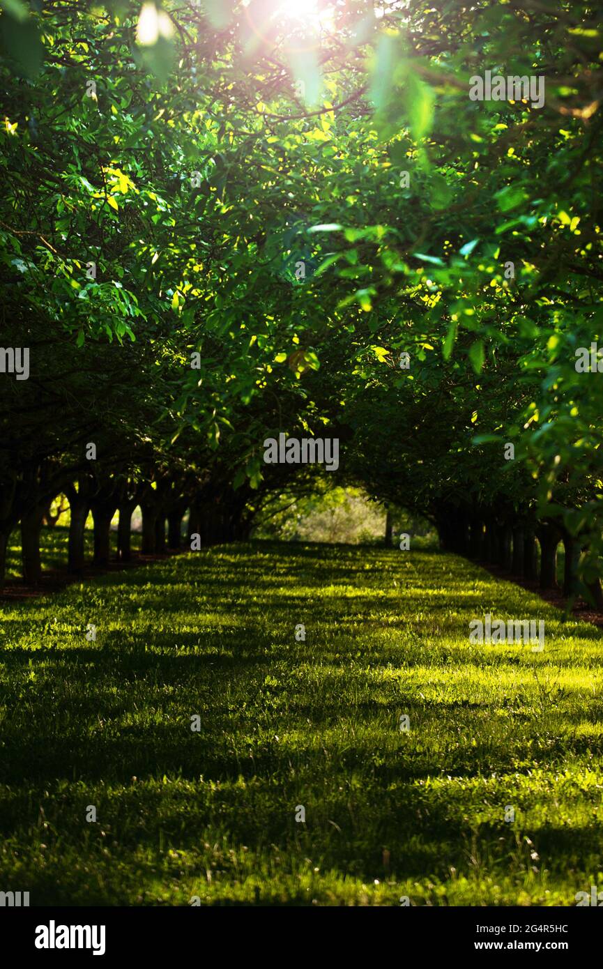 Walnut grove plantation hi-res stock photography and images - Alamy