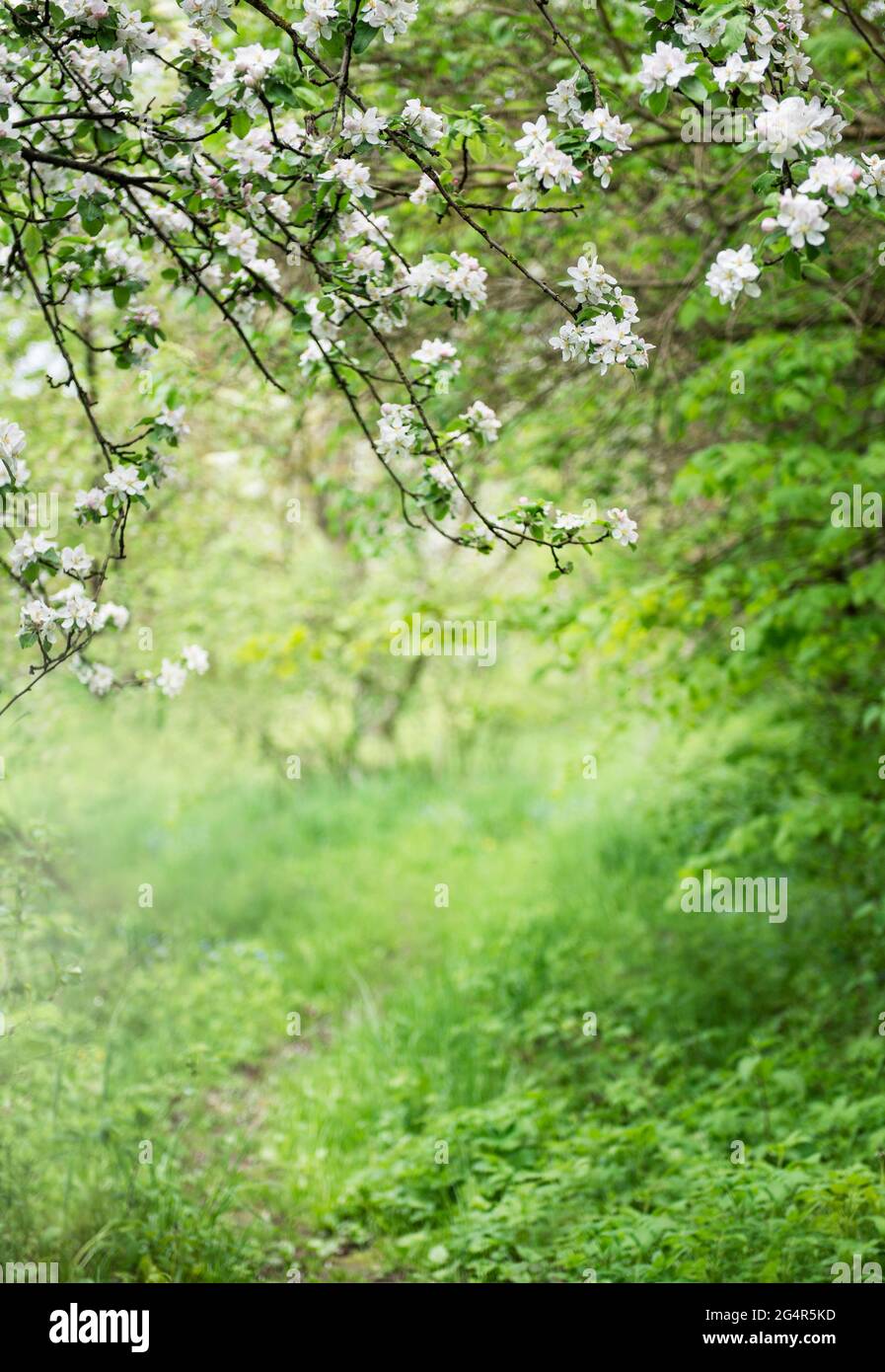 Path in the grass in the garden between flowering trees Stock Photo - Alamy