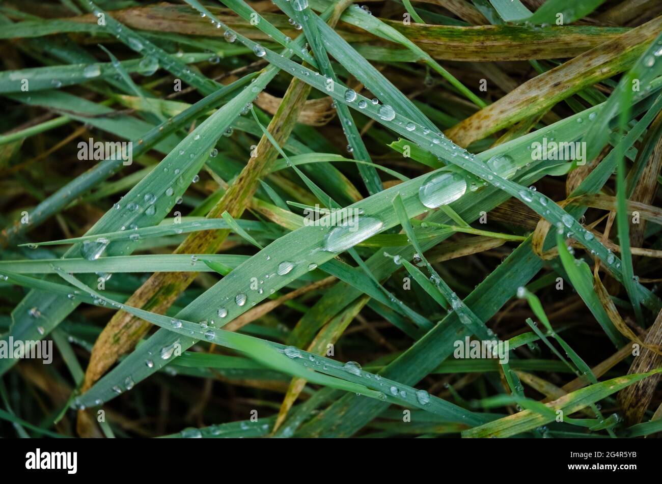 Drops dew on leaves grass hi-res stock photography and images - Alamy