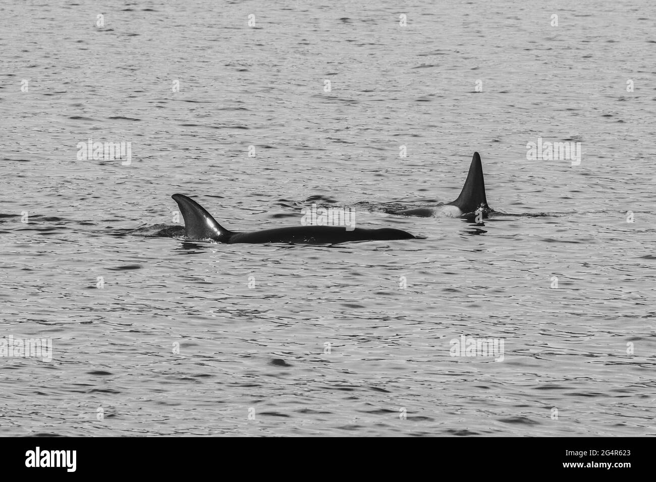 Orca whale watching Black and White Stock Photos & Images - Alamy