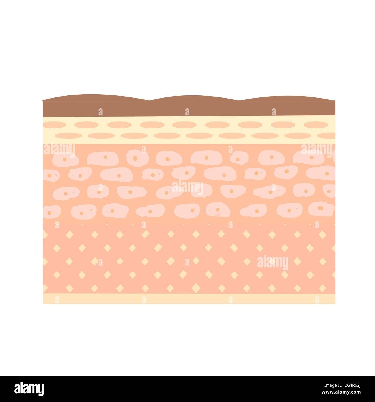 Skin structure hi-res stock photography and images - Alamy