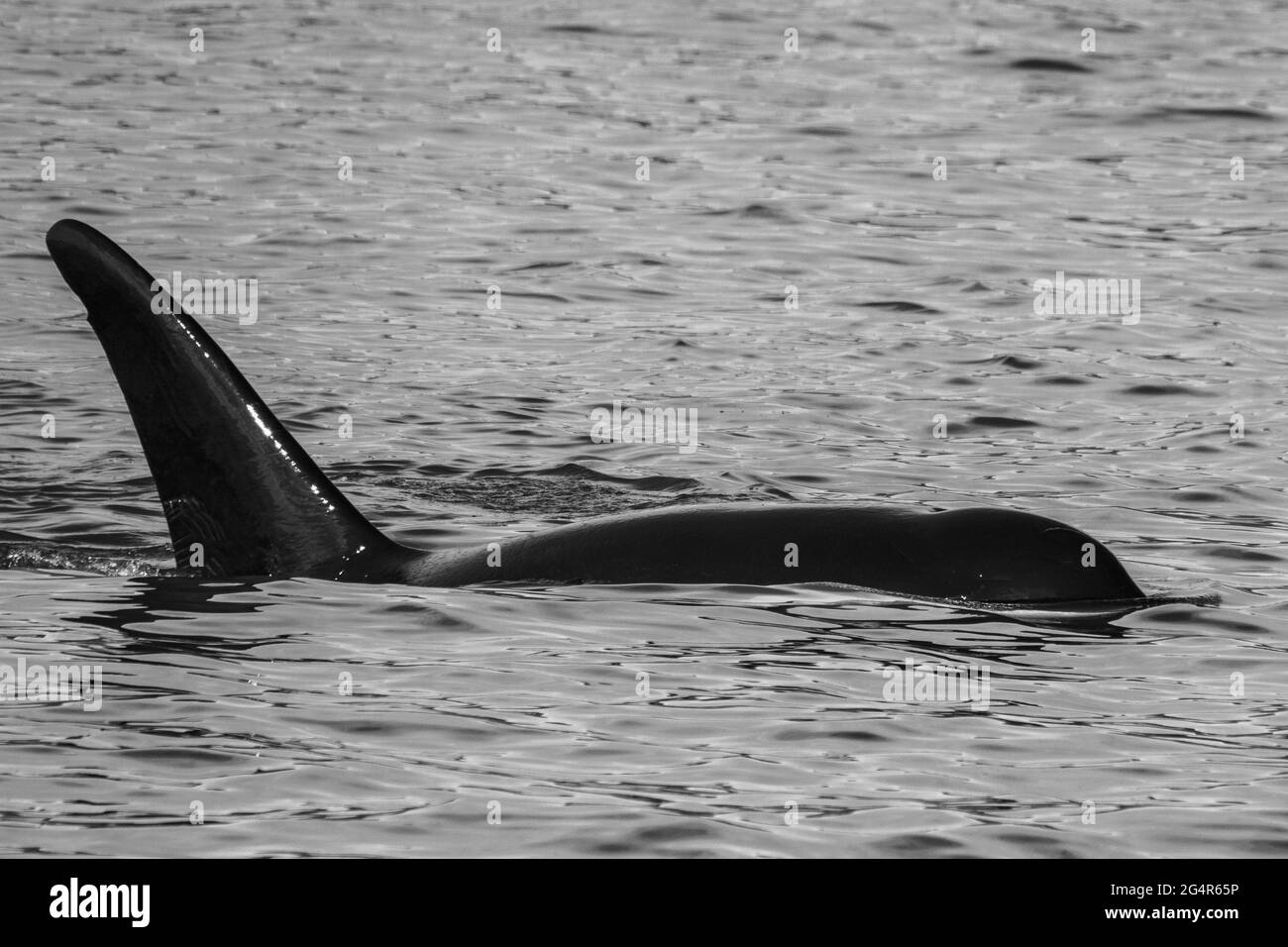 Transient Orca Whales seen in Saratoga Passage near Oak Harbor ...