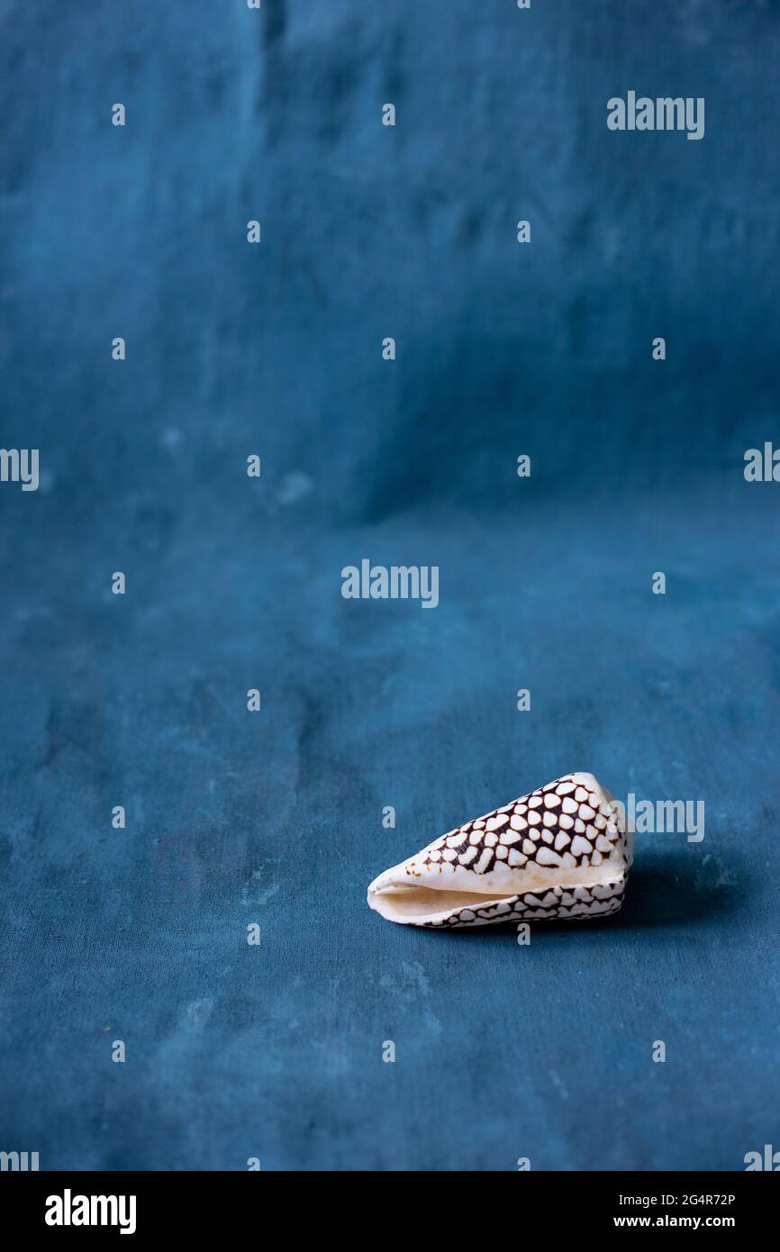 Black Cone on a blue background. Conus Marmoreus. Shell With White ...