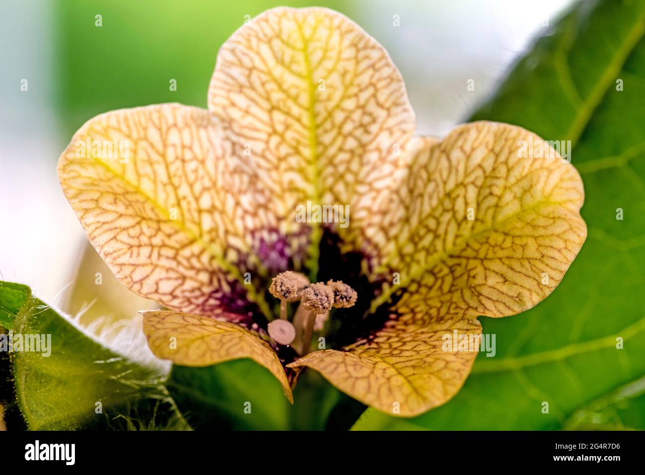Black henbane hi-res stock photography and images - Alamy